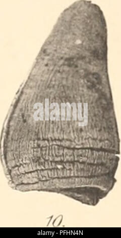 The Danish Ingolf Expedition, conducted between 1895 and 1896, focused ...