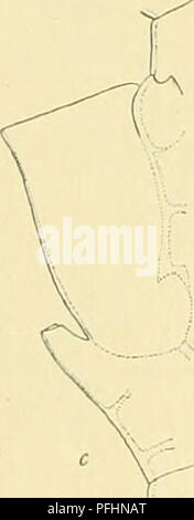 The Danish Ingolf Expedition explores marine life in the Arctic regions ...