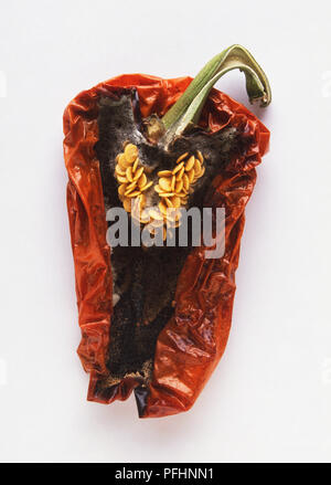 Close up of mouldy, rotten bell pepper, with fuzzy fungus growing n ...
