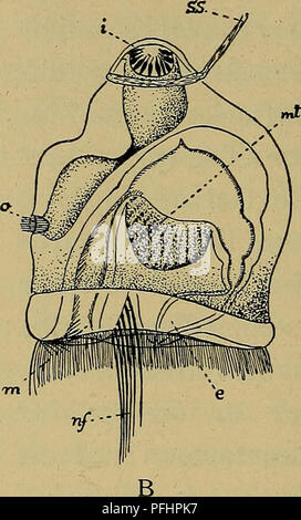 This illustration from 'Danmarks fauna' shows two species of flies ...