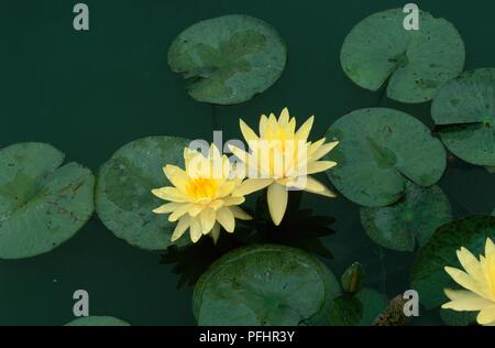 Horizontal close-up of green water lily leaves and rolled brownish ...