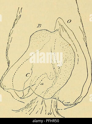 This illustration from the 'Danmarks fauna' depicts various species of ...