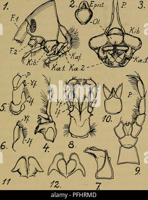 This illustration from 'Danmarks fauna' shows two species of flies ...