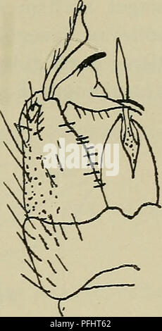 This illustration from Danish fauna presents the anatomy of the fly ...