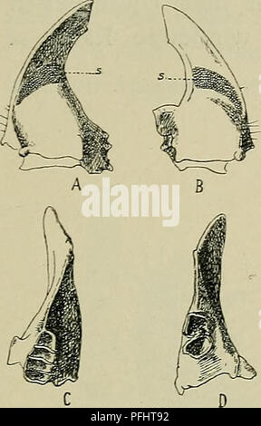 This illustration from 'Danmarks Fauna' depicts the species Spisula ...