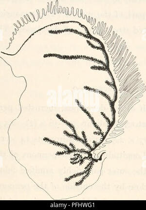 The Danish Ingolf Expedition explores marine life in the Arctic regions ...