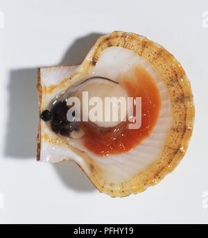 Close up of scallop shell Stock Photo - Alamy