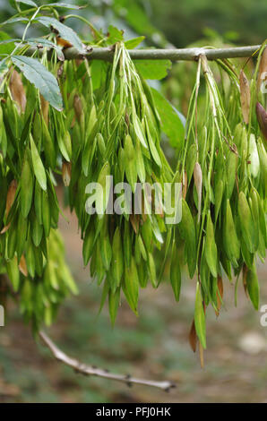ash tree seeds Stock Photo - Alamy