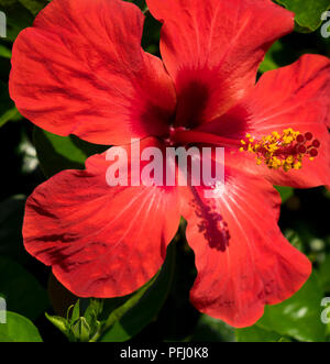 Hibiscus flower red flower Greek garden Stock Photo - Alamy