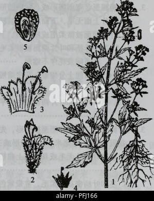 This botanical text discusses various plant species, including detailed ...