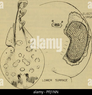 A Lesser Electric Ray (Narcine brasiliensis) in Florida, USA Stock ...