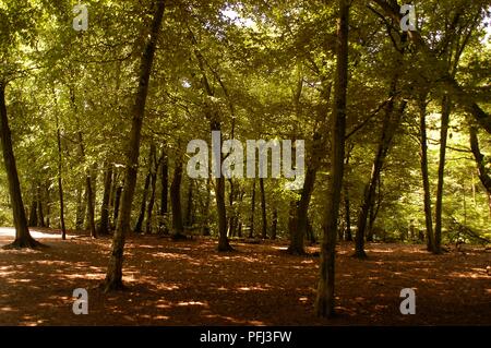 Berlin, Germany, at the Grunewald forest Stock Photo: 53675724 - Alamy