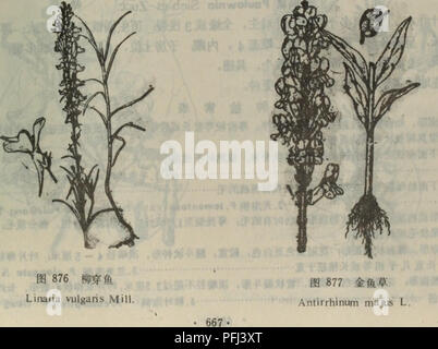 This text explores the flora of the Dalian region, offering a detailed ...