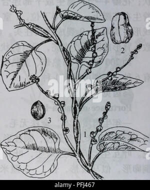 This botanical work 'Da Bie Shan Zhi Wu Zhi' offers detailed ...