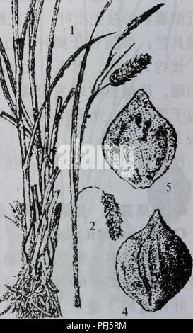 This image illustrates various botanical features, including plant ...