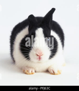 Black and white rabbit, front view Stock Photo - Alamy