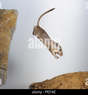 Shaw’s Jird (Meriones shawi Stock Photo - Alamy