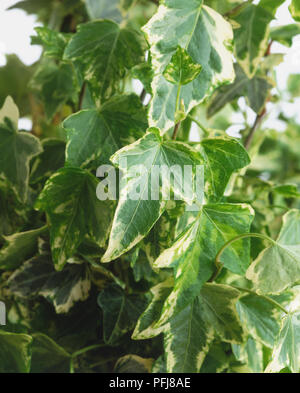 Houseplants - Araliaceae. English ivy (Hedera helix 'Eva' Stock Photo ...