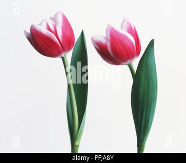 One white flower on red, symbolizes individuality or loneliness Stock ...