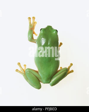 Tree frog, view from above Stock Photo - Alamy