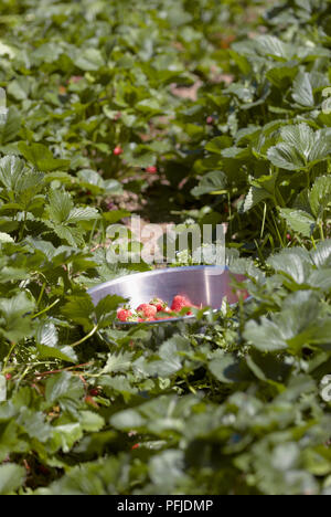 Close-up strawberry crop lying in a basket on green grass in a garden ...