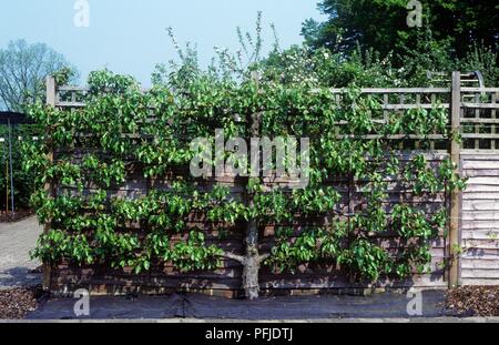 Espalier pear tree against a fence in spring, UK Stock Photo - Alamy