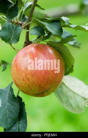 tree of fortune Stock Photo - Alamy