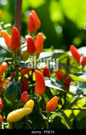 Chilli, prairie fire Stock Photo - Alamy