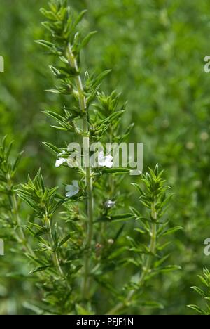 Close-up of small white flowers blooming among lush green leaves in a ...