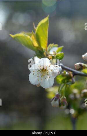 Close up of a cherry tree branch Stock Photo - Alamy