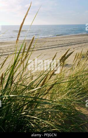 Grass growing on a dune, Lithuania, Klaipeda, Curonian Spit Stock Photo ...