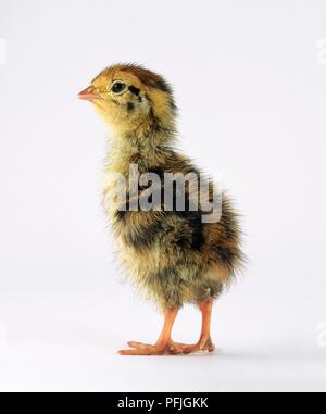 Japanese quail (Coturnix japonica) chick, side view Stock Photo - Alamy