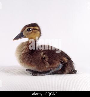 Seated duckling, side view Stock Photo - Alamy