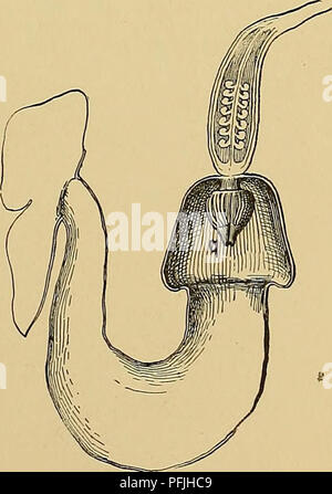 Aristolochia sipho, also known as the Dutchman's pipe, is a species of ...