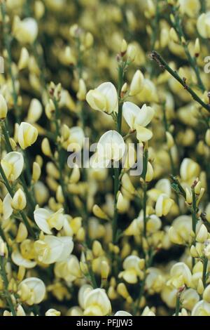 Warminster broom (Cytisus x praecox Stock Photo - Alamy