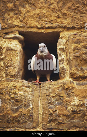 View looking out from the Stone Court through the Gatehouse Tower at ...