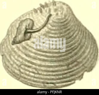 The *Ingolf* expedition explored marine animals in the Arctic ...