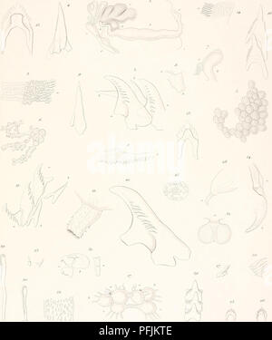 This report covers the Danish Ingolf Expedition (1895-1896) to the ...