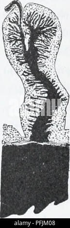 The Danish Ingolf-Expedition, conducted from 1895 to 1896, explored the ...