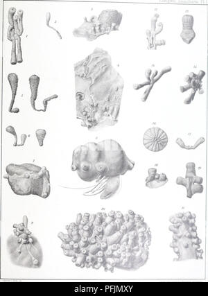 The Danish Ingolf expedition provided scientific data on marine life in ...