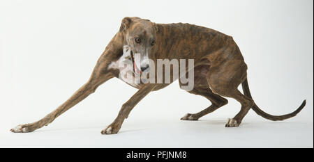 side view of a lean greyhound Stock Photo - Alamy