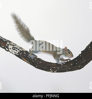 A grey squirrel, Sciurus carolinensis running over a grass lawn with ...