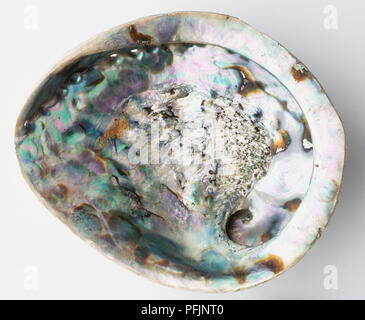 Background of white seashell close-up macro. Mollusk seashell texture ...