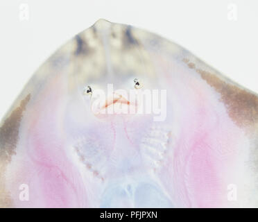 RAY, UNDERSIDE VIEW Stock Photo - Alamy