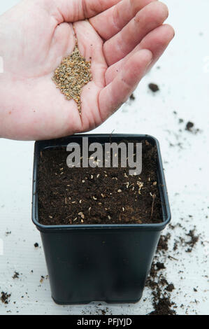 Person sprinkling seeds into plant pot Stock Photo - Alamy