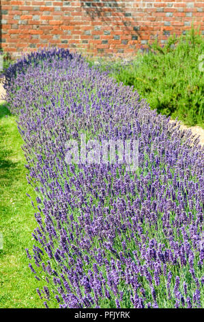 Herb garden - lavender Stock Photo - Alamy