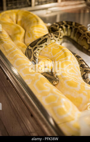 Snakes at Huaxi street night market, Snake Alley, Taipei Stock Photo ...