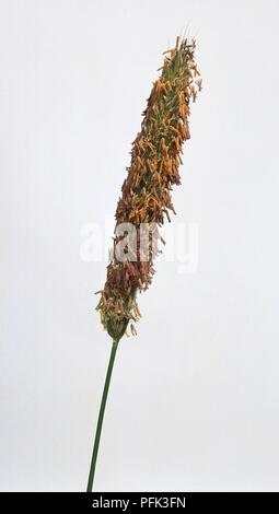 Single inflorescence of Timothy grass Phleum pratense growing in a ...