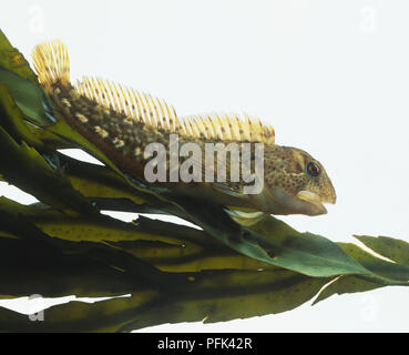 Shanny - Lipophrys pholis. Underwater shot of common rock blenny, it is ...