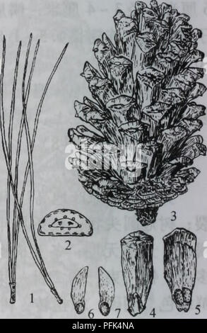 Pinus elliottii Engelm Pinus elliottii Engelm Stock Photo - Alamy